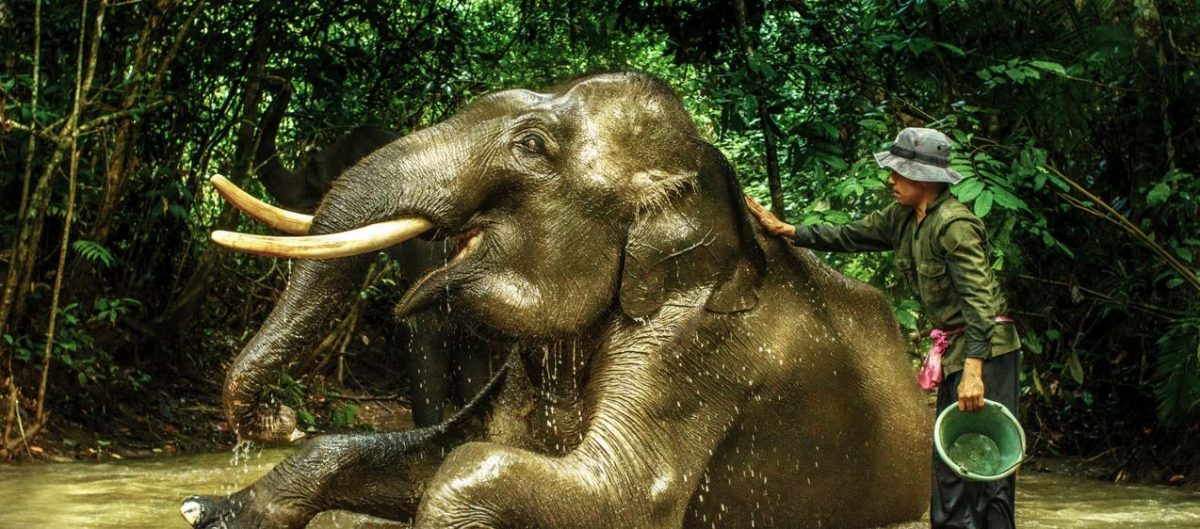 Taman Nasional Way Kambas sebagai Taman Nasional Perlindungan Gajah – G Syariah Hotel